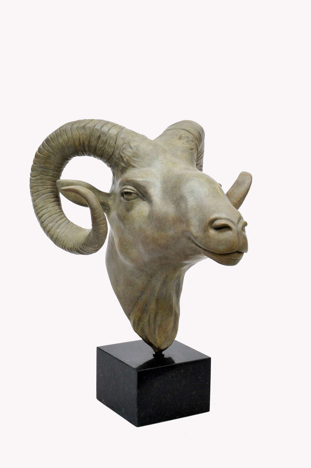 Apollo, ram - Gallery van Dun