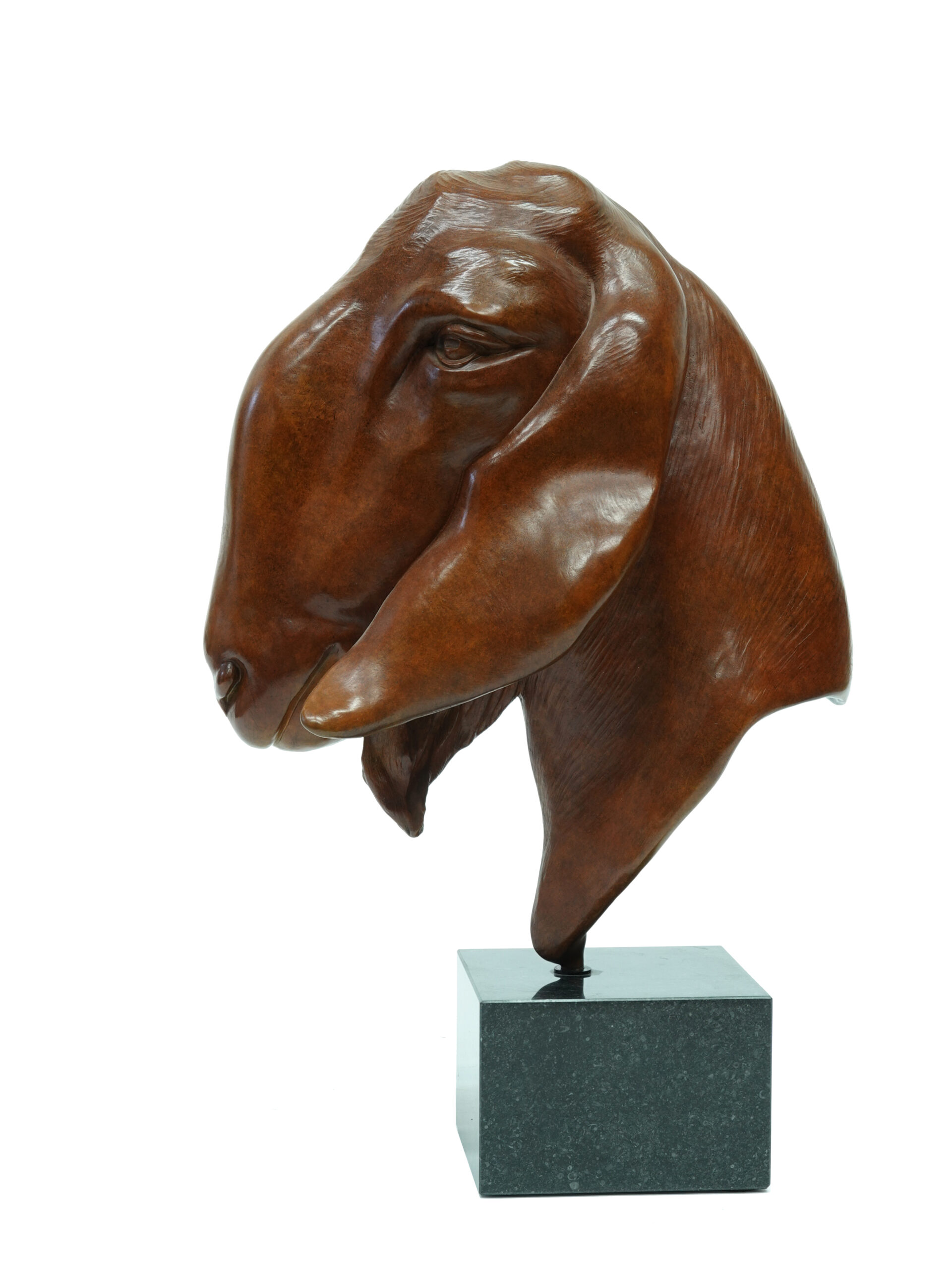 Nubische bok - Gallery van Dun